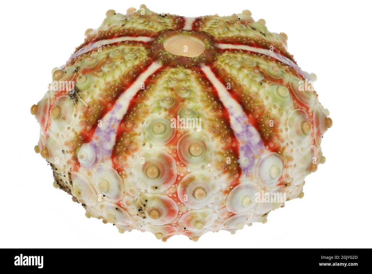 sea urchin (Coelopleurus maillardi) from Cebu, Philippines isolated on ...