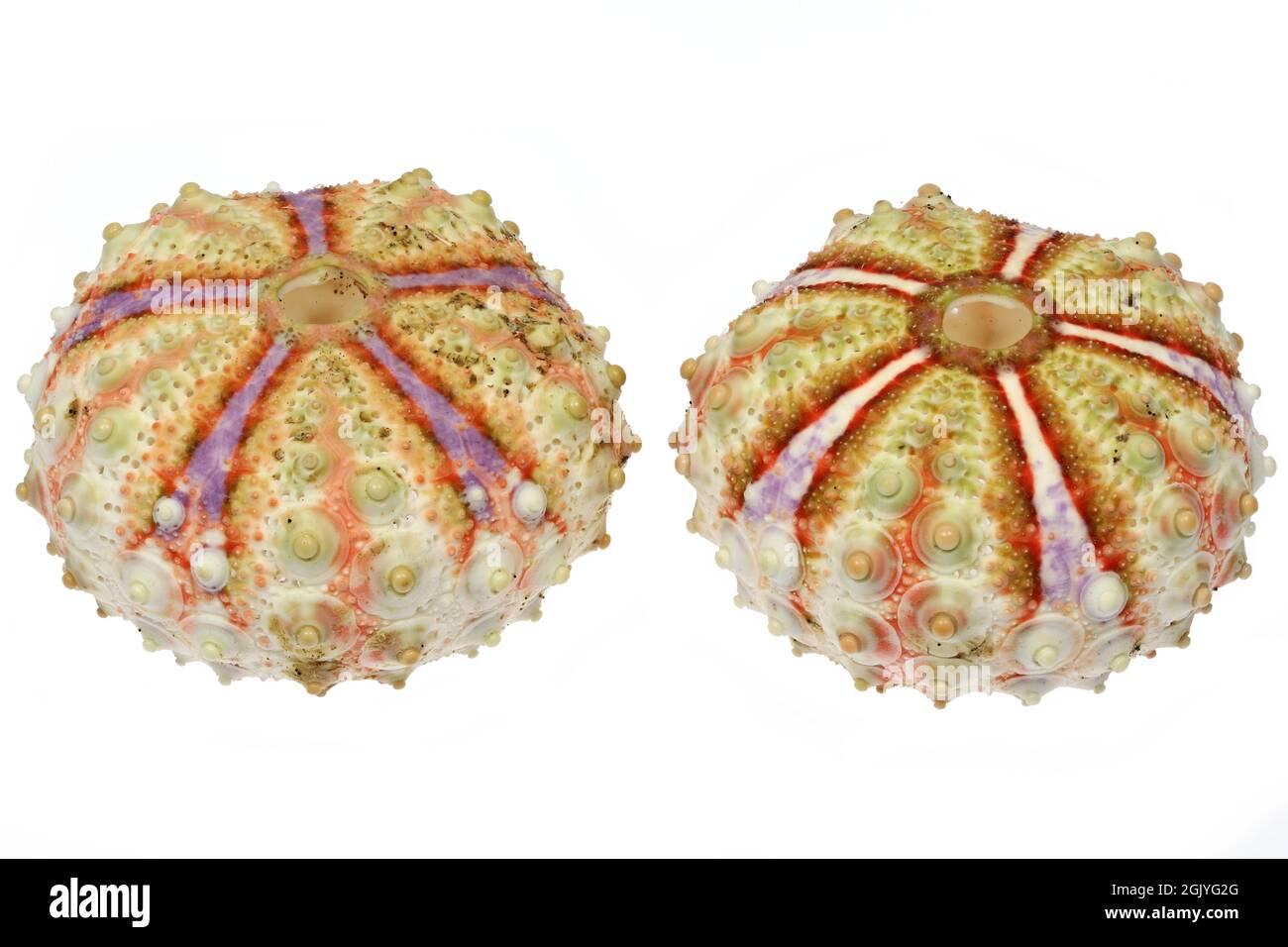 sea urchin (Coelopleurus maillardi) from Cebu, Philippines isolated on ...