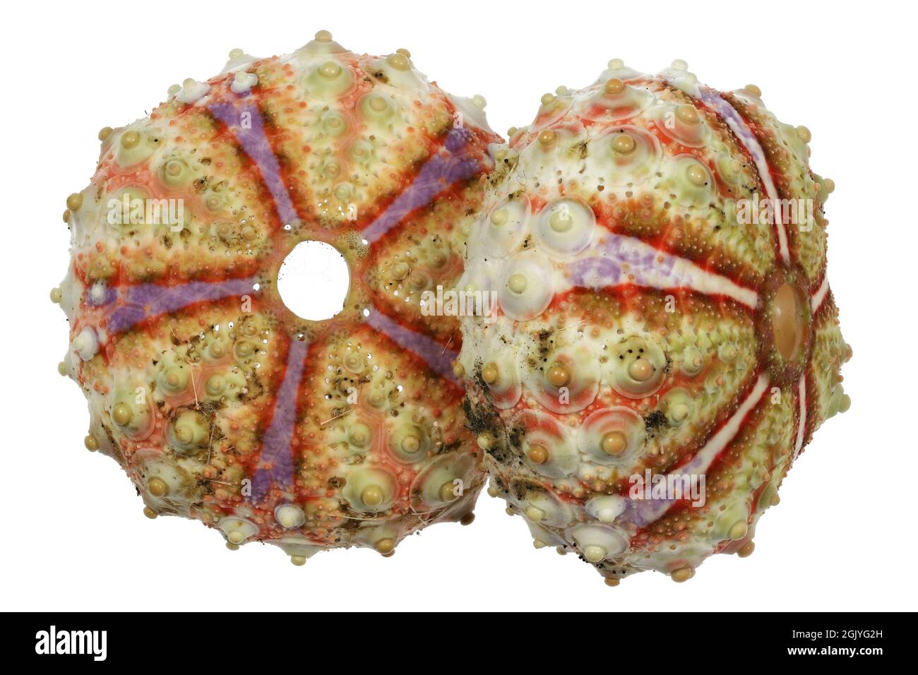 sea urchin (Coelopleurus maillardi) from Cebu, Philippines isolated on ...