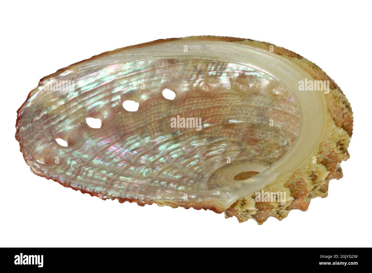 lovely abalone (Haliotis clathrata) from Palawan, Philippines isolated ...