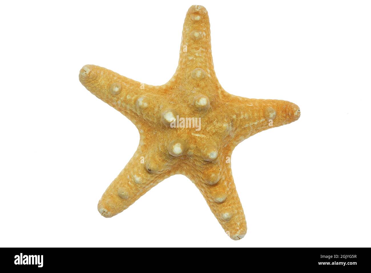starfish isolated on white background Stock Photo - Alamy