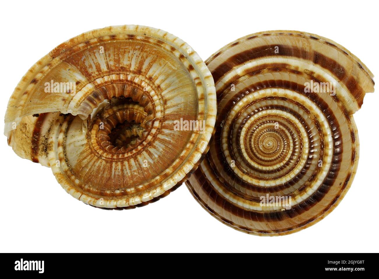 Perspective sundial architectonica perspectiva hi-res stock photography ...