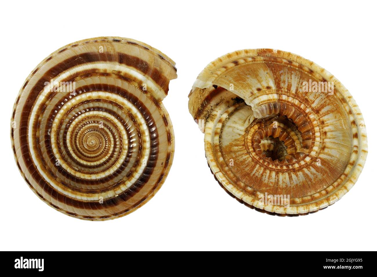 perspective sundial shell (Architectonica perspectiva) from Bohol ...