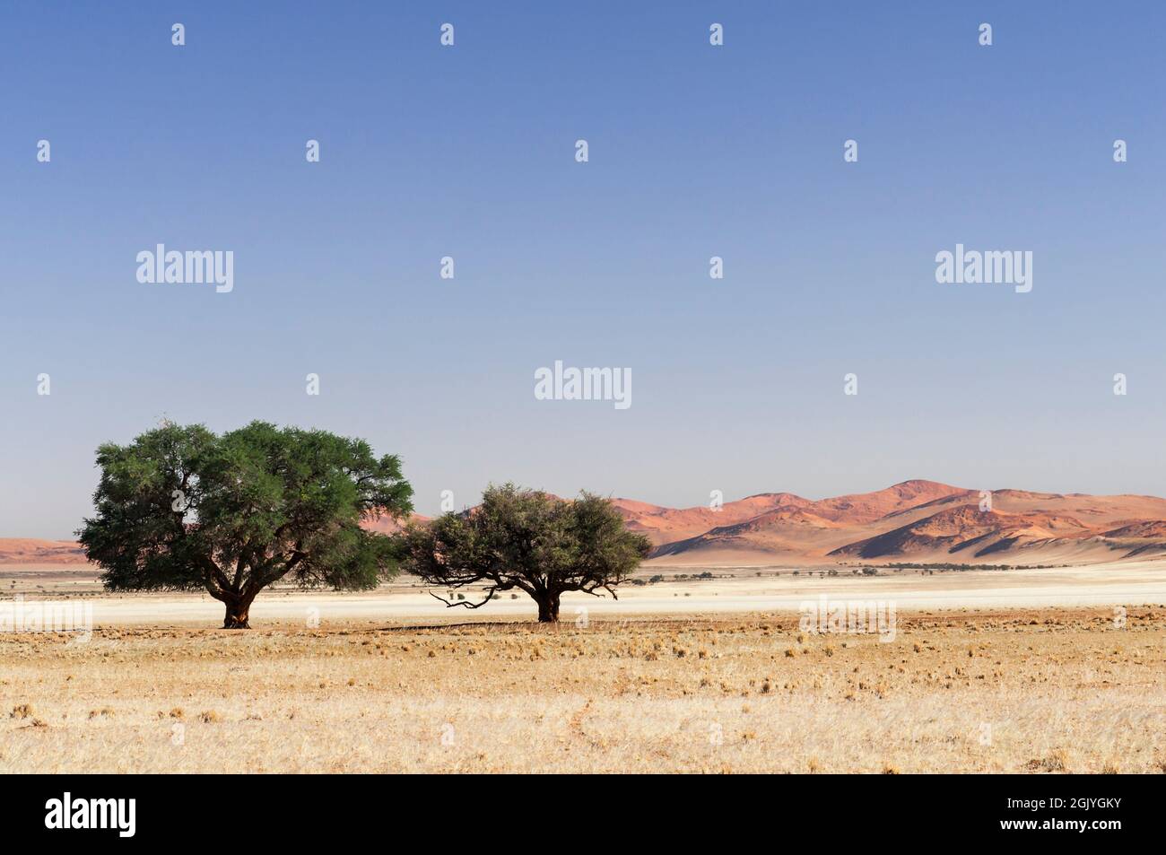 Dunes with acacia trees in the Namib desert, Namibia, Africa Stock ...