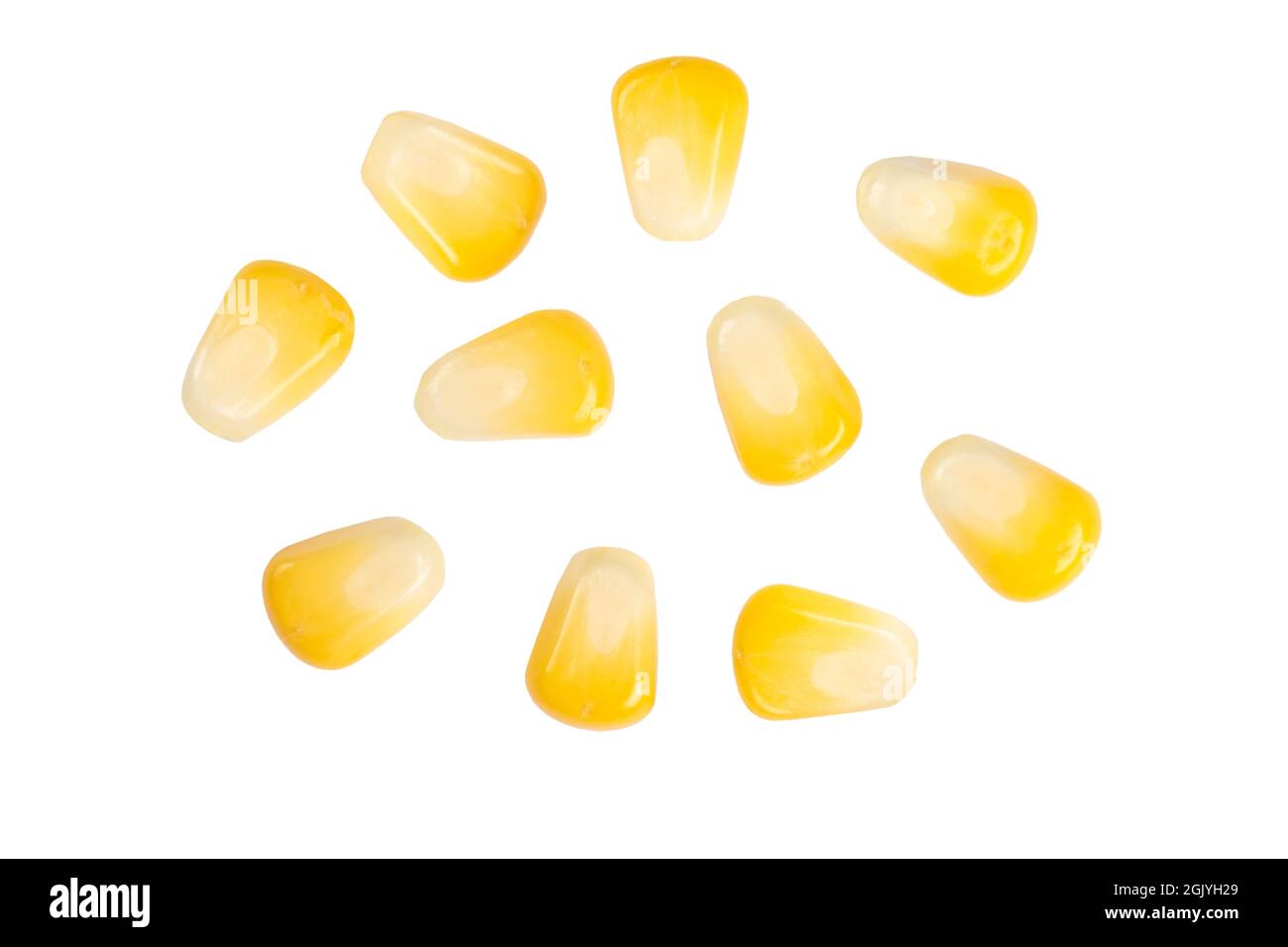 Macro shot sweet corn seed isolated on white background. Sweet corn ...