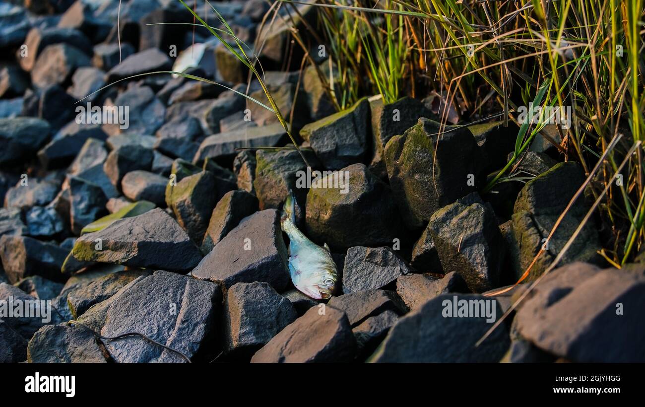Dead fish grass hi-res stock photography and images - Alamy