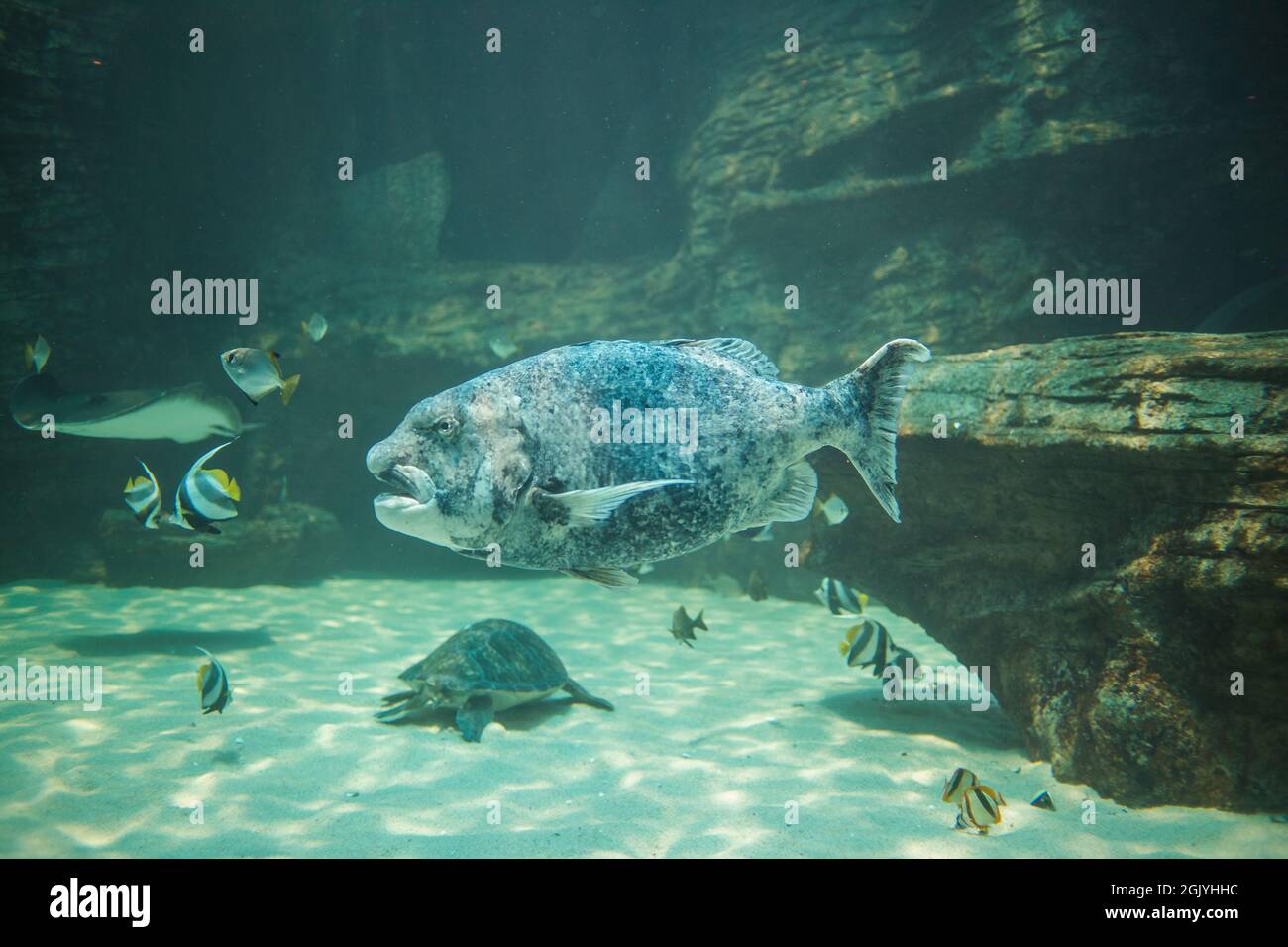 Black musselcracker cymatoceps nasutus hi-res stock photography and ...