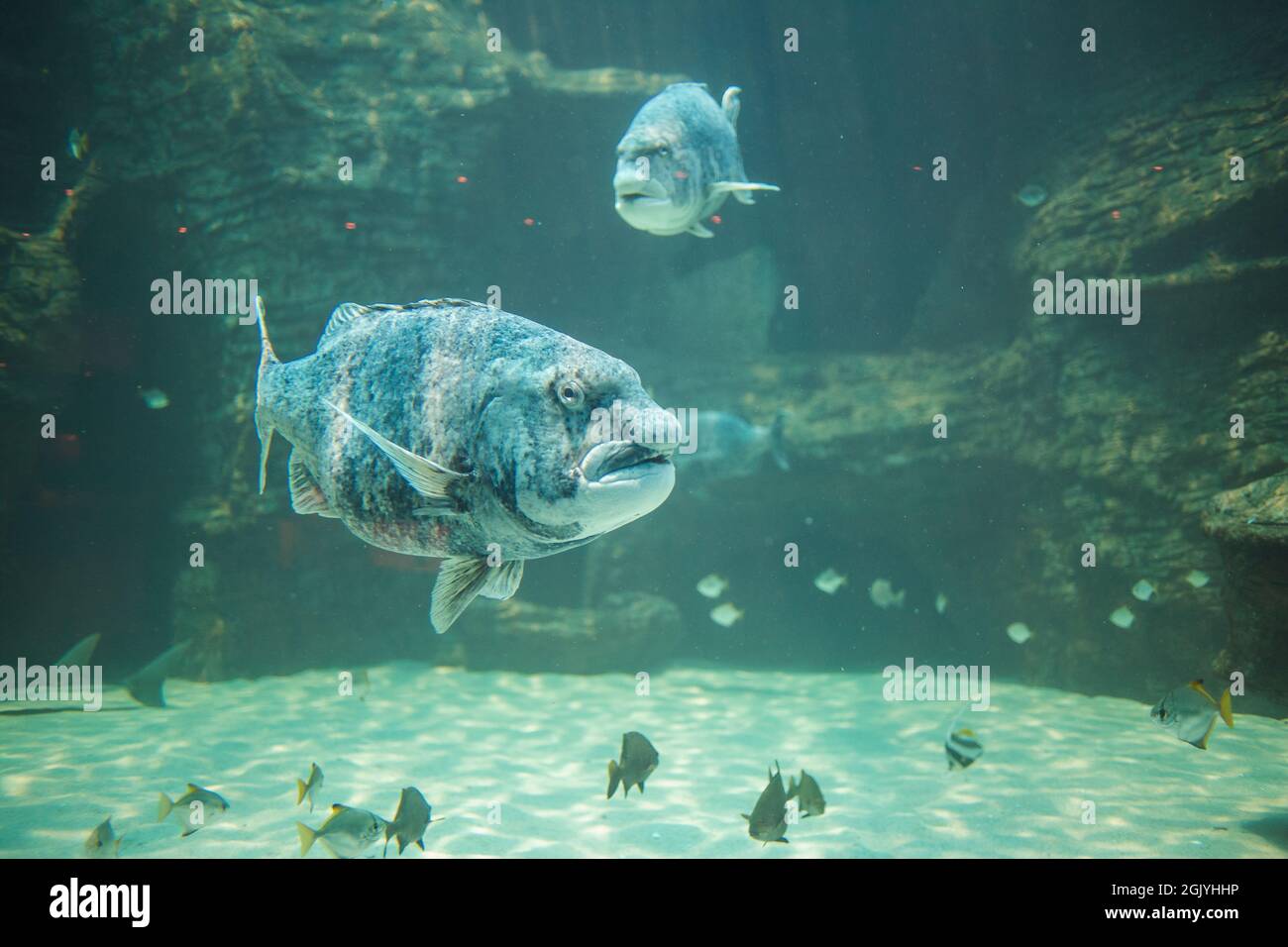 Black musselcracker cymatoceps nasutus hi-res stock photography and ...