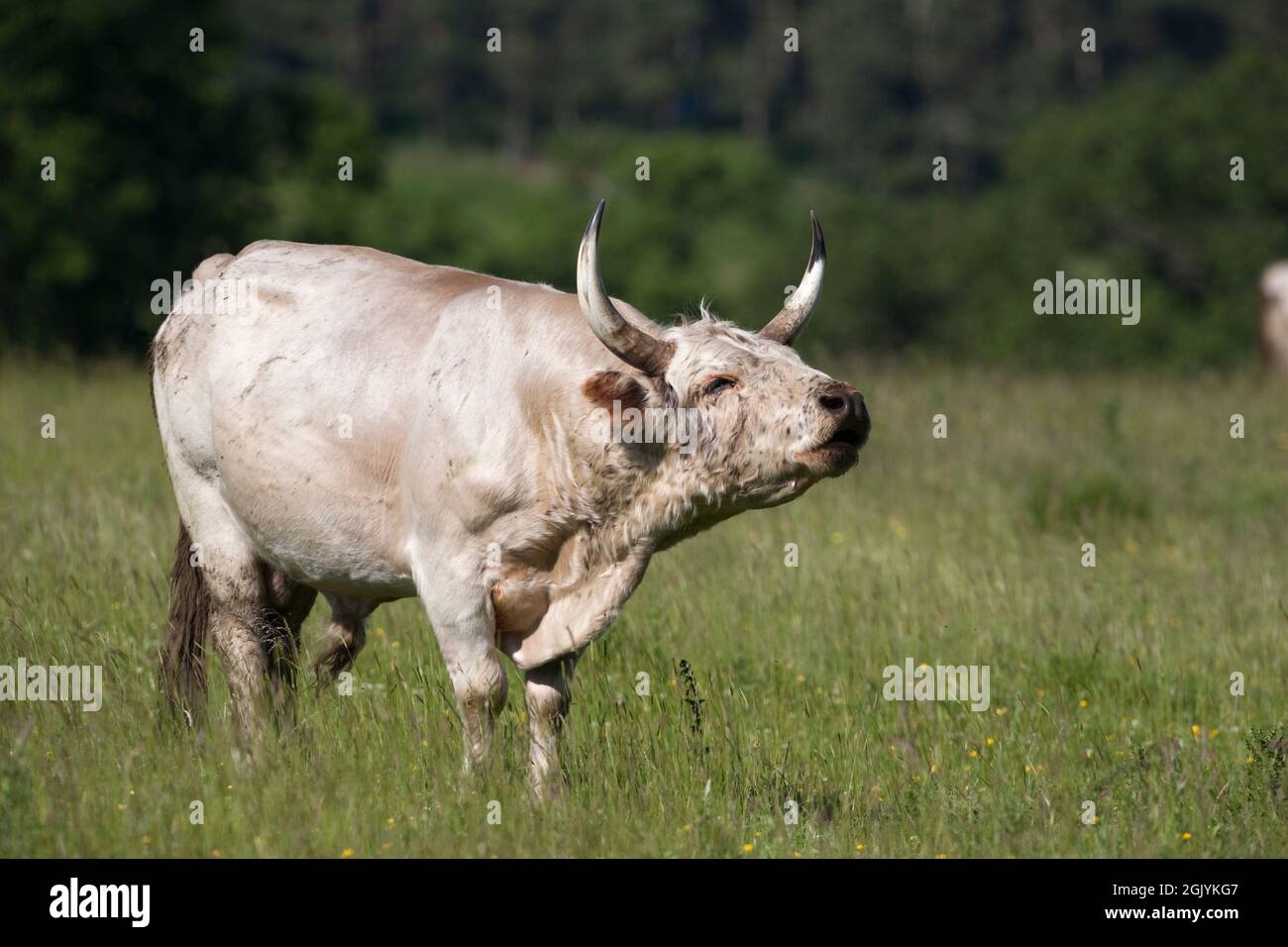 Wild white cattle, bull roaring, Chillingham Park, Northumberland, UK ...