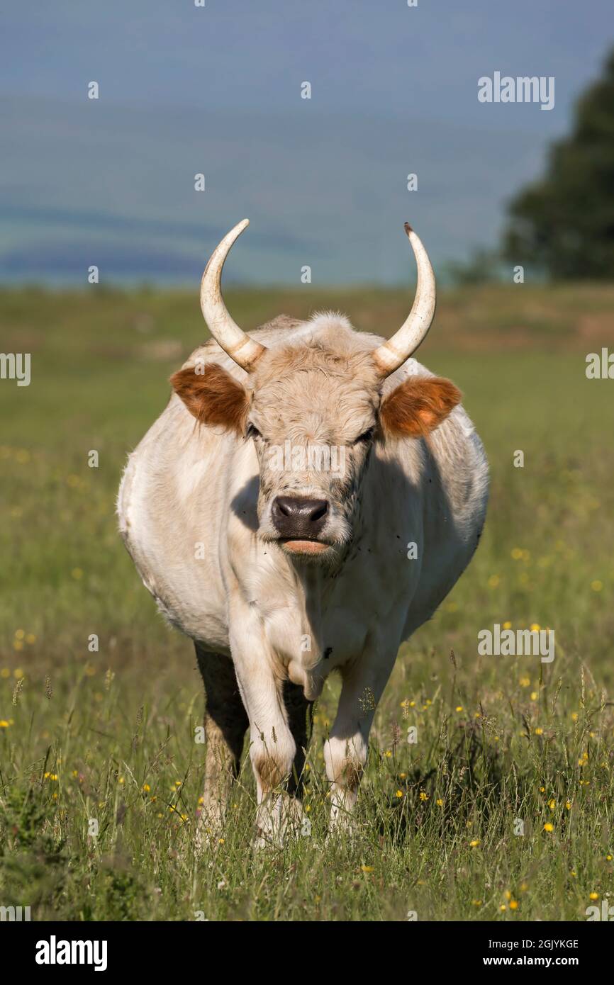 'Wild' white Chillingham cattle, bull, Chillingham Park, Northumberland ...