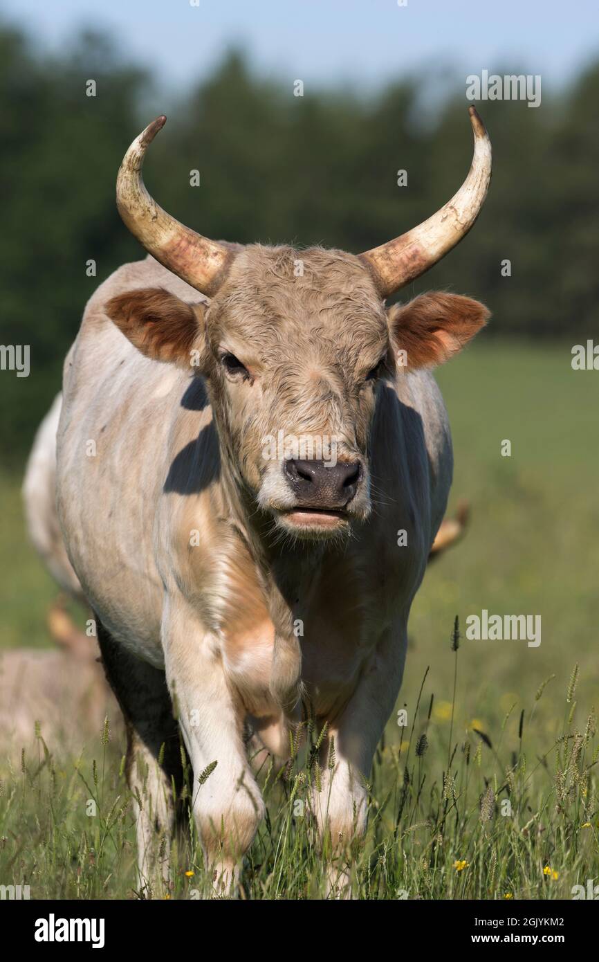 Chillingham Cattle