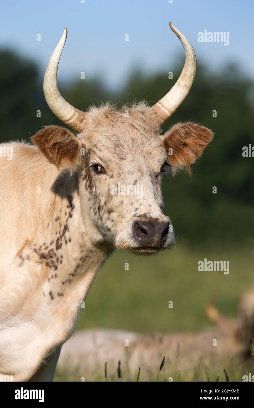 'Wild' white Chillingham cattle, Chillingham Park, Northumberland, UK ...