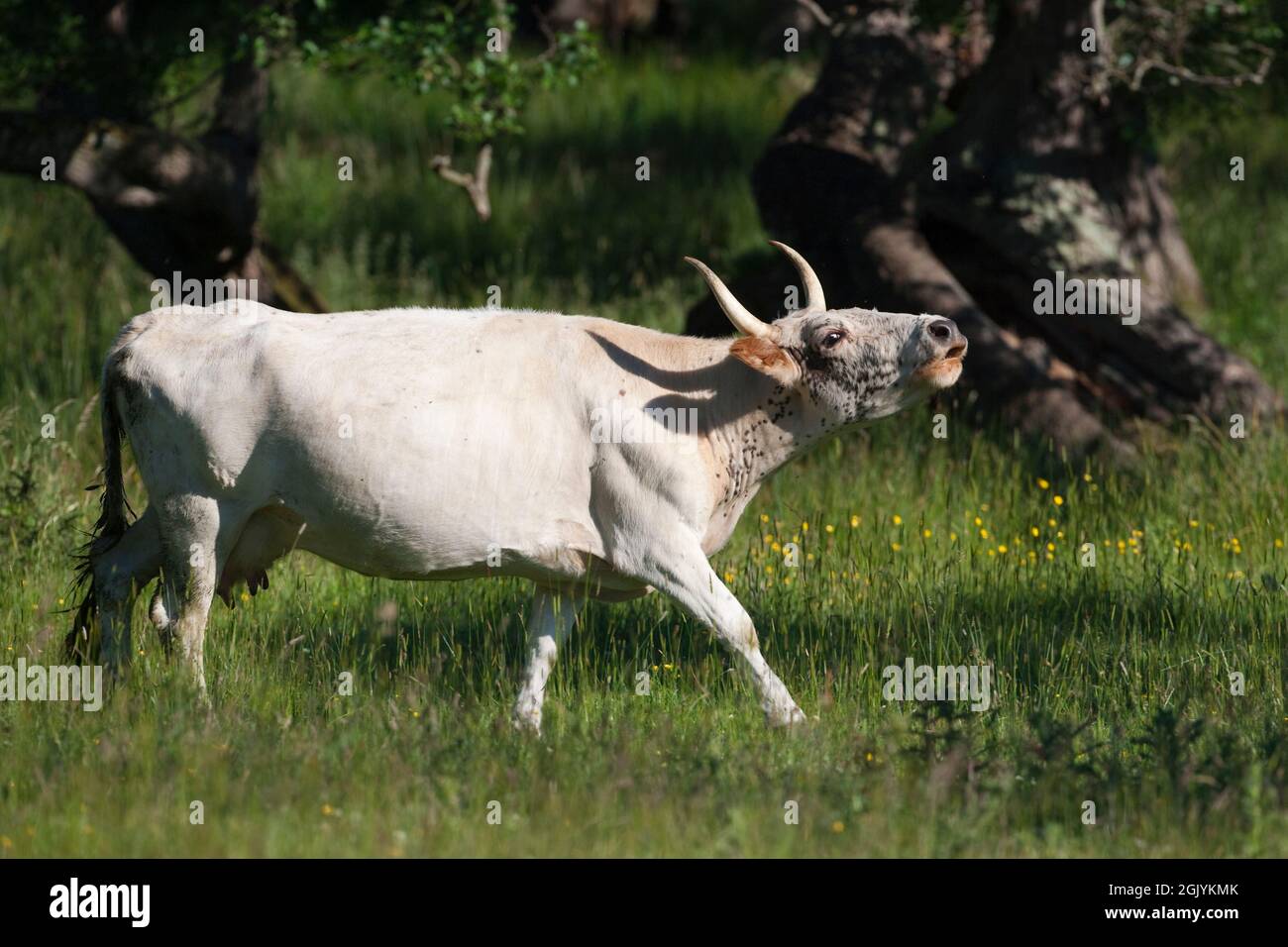Wild white cattle, female lowing, Chillingham Park, Northumberland, UK ...