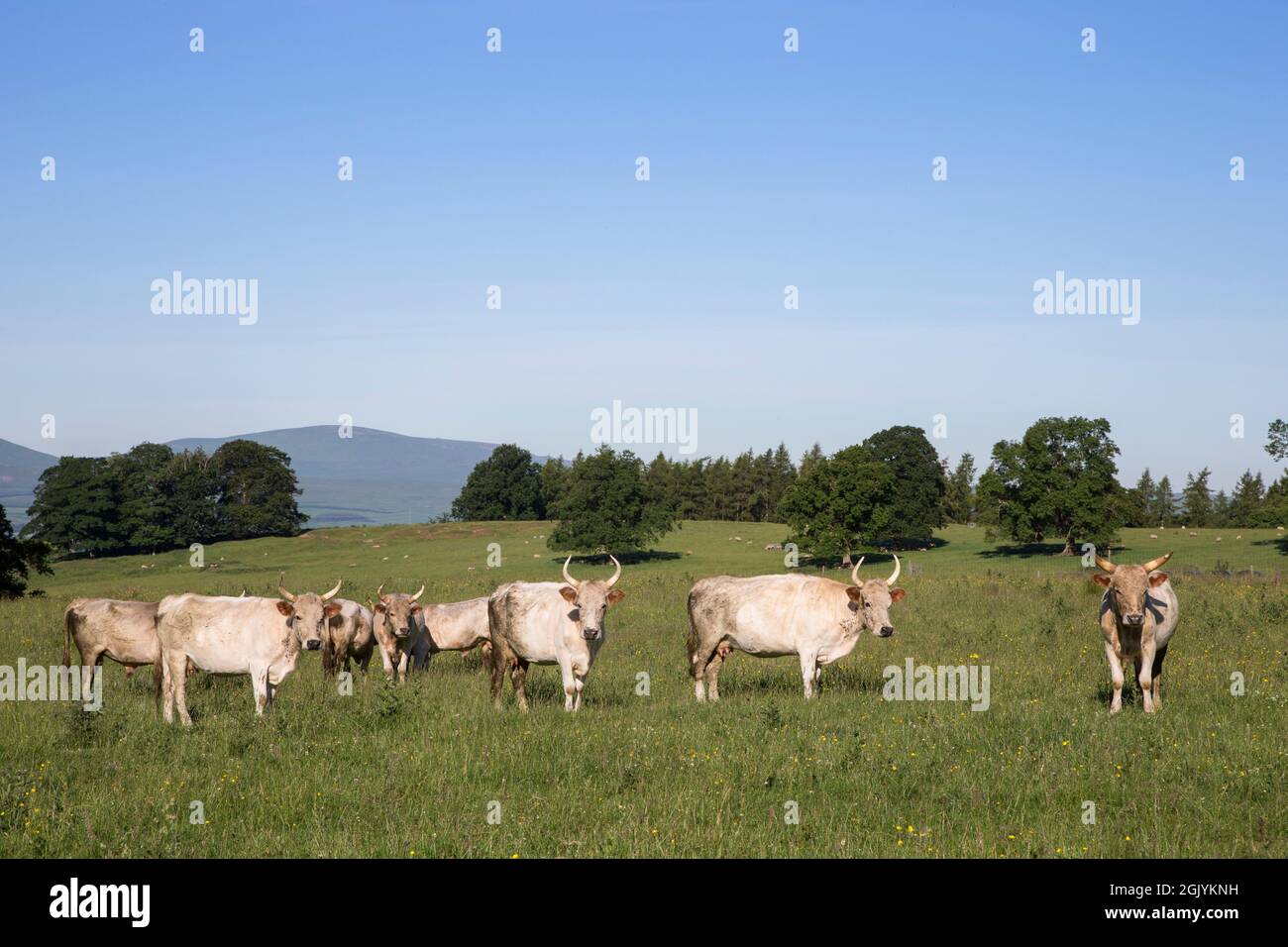 'Wild' white Chillingham cattle, Chillingham Park, Northumberland, UK ...