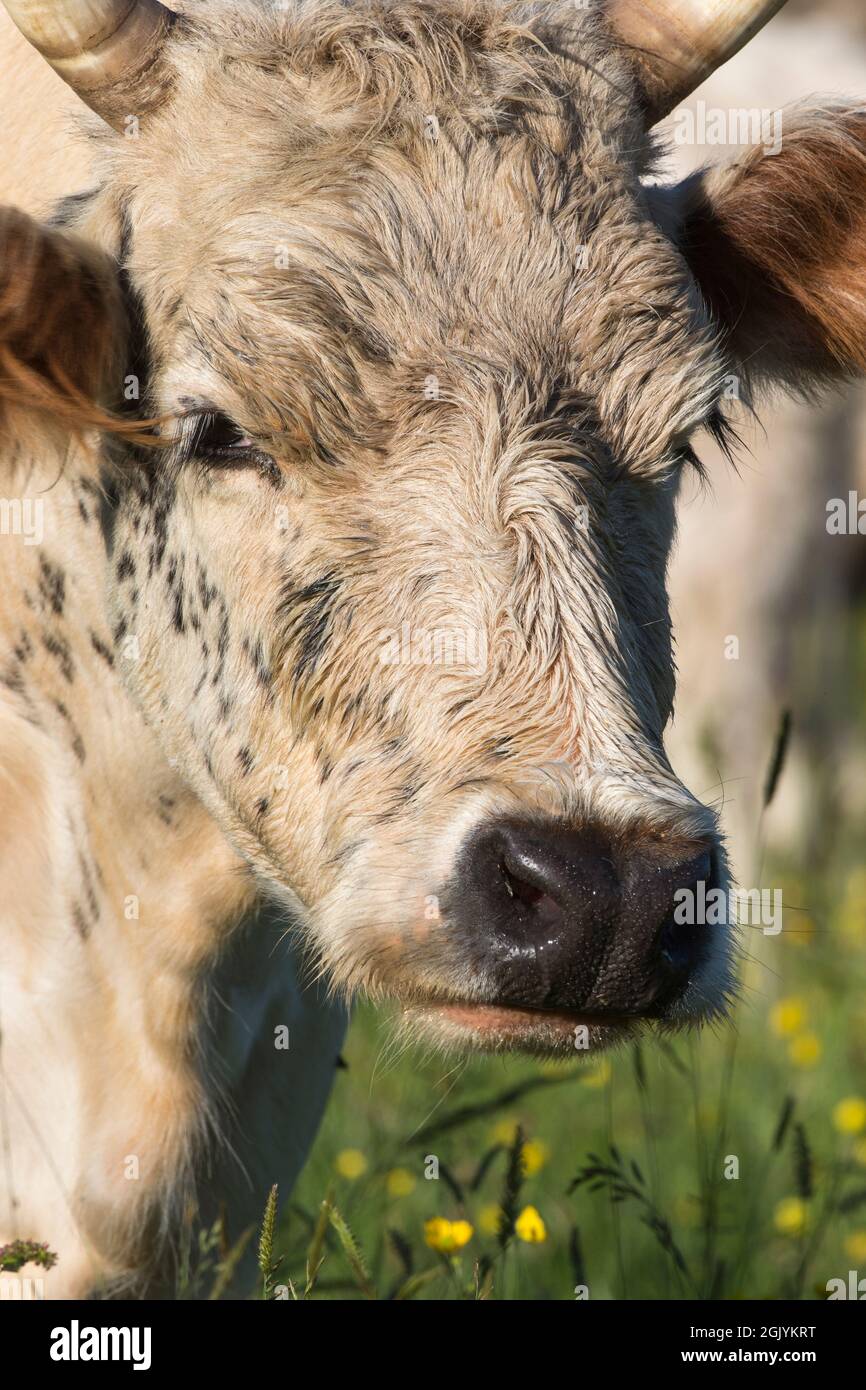 'Wild' white Chillingham cattle, Chillingham Park, Northumberland, UK ...