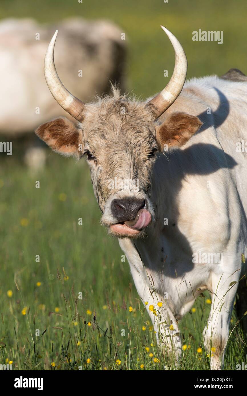 'Wild' white Chillingham cattle, Chillingham Park, Northumberland, UK ...