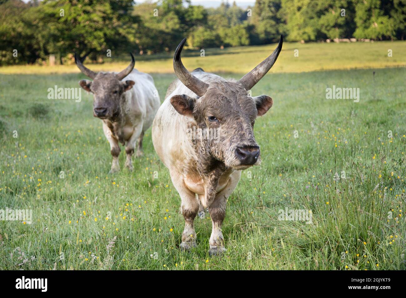 'Wild' white Chillingham cattle, Chillingham Park, Northumberland, UK ...