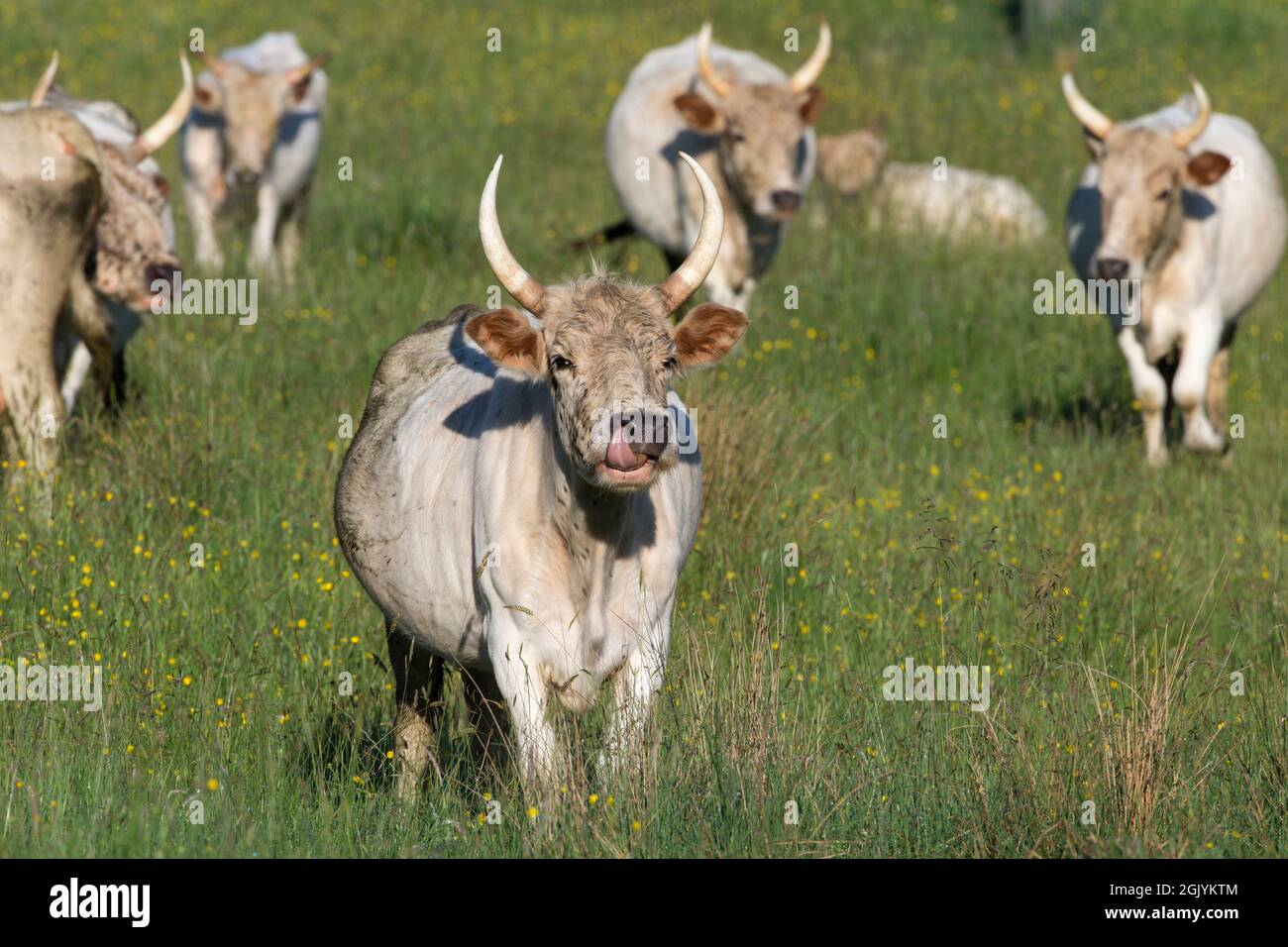 'Wild' white Chillingham cattle, Chillingham Park, Northumberland, UK ...