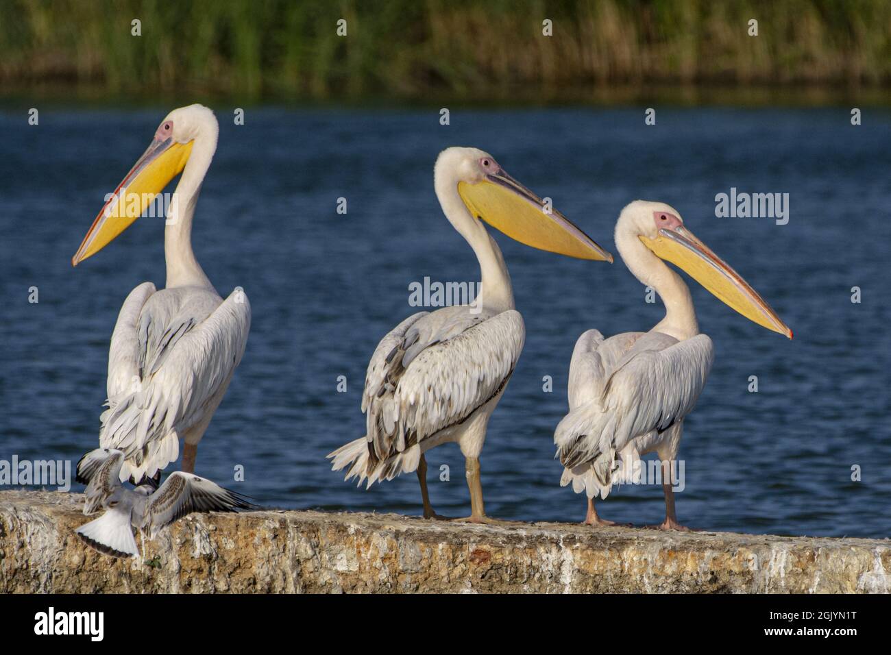 Three pelicans perched on a rock by the lake Stock Photo - Alamy