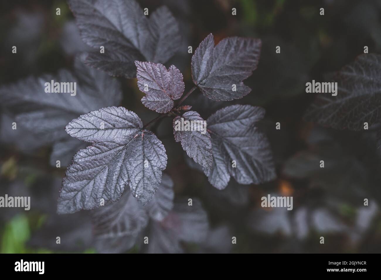 Beautiful nature background. Close-up of leaves of bush ninebark ...