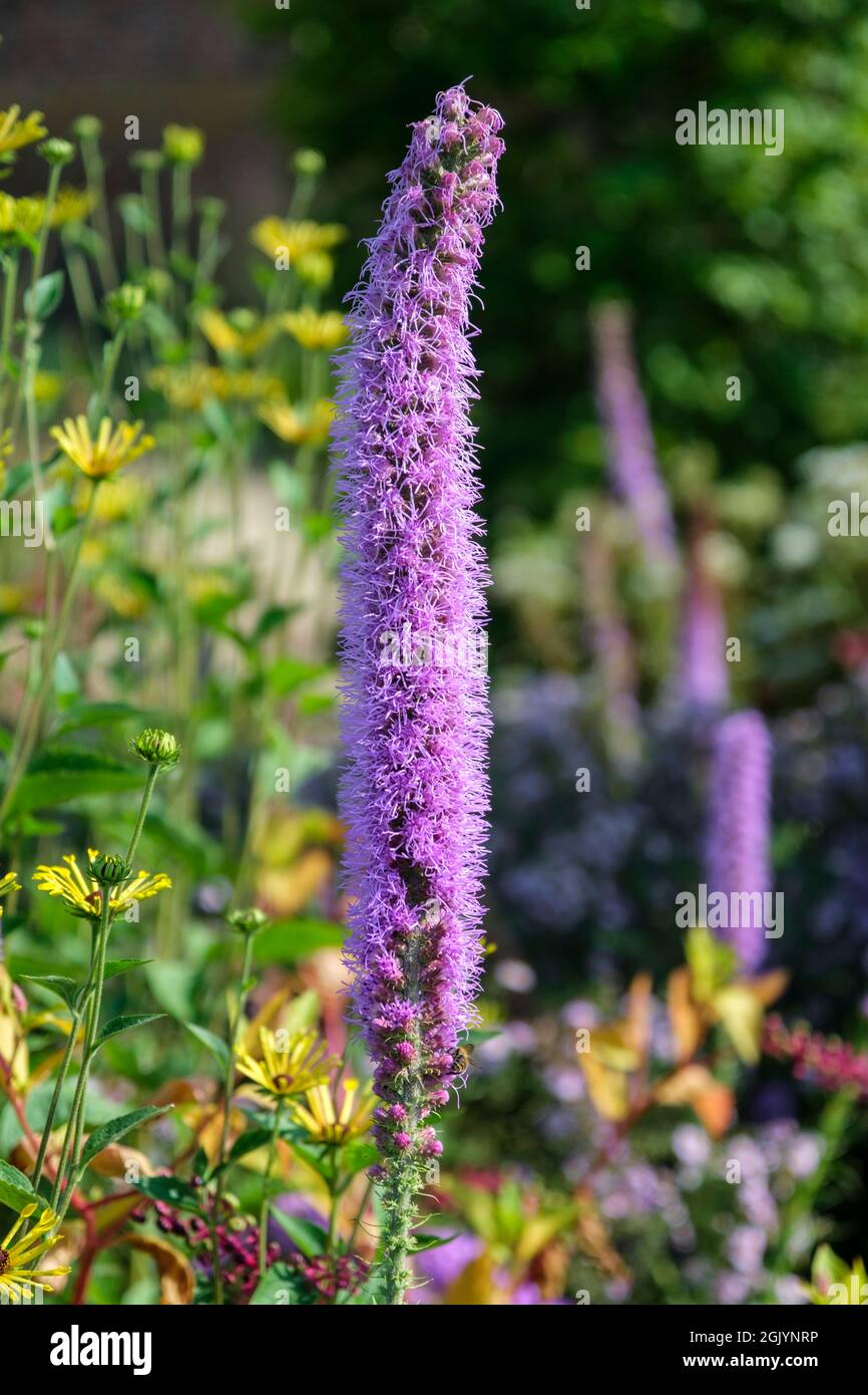 Liatris pycnostachya hi-res stock photography and images - Alamy