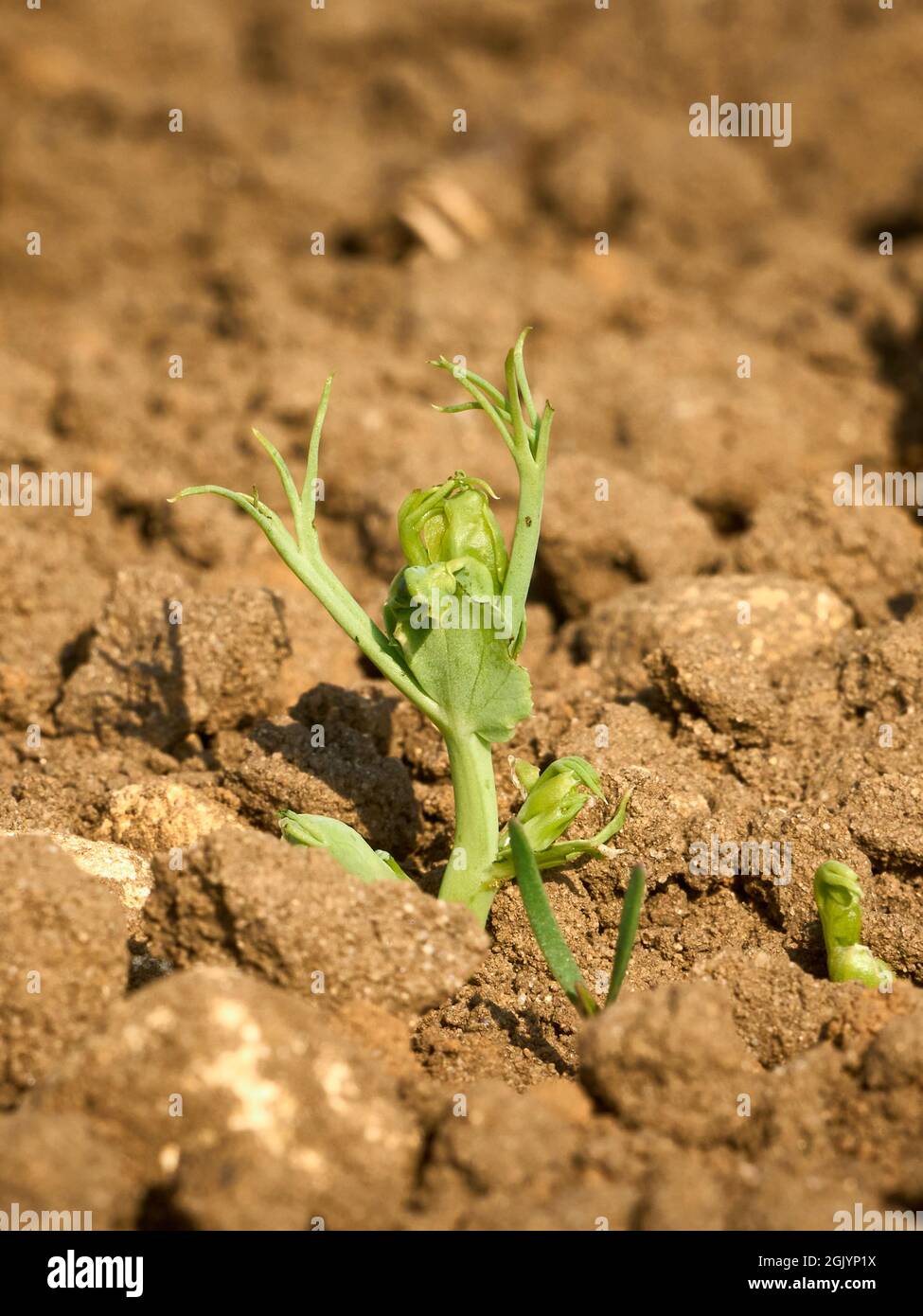Pea shoot seedling with outstretched tendrils Stock Photo - Alamy