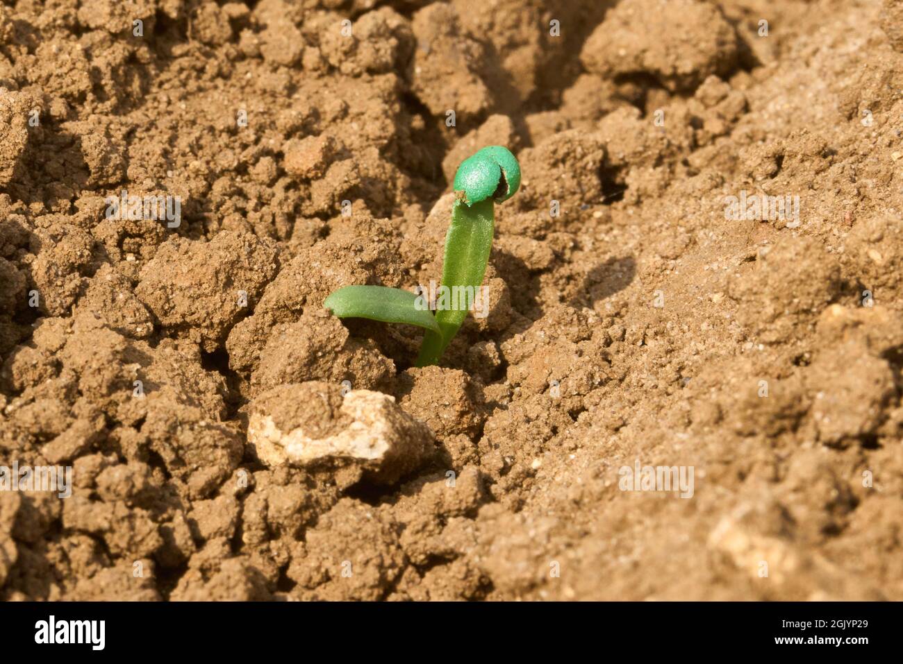 Sugar beet seed hi-res stock photography and images - Alamy