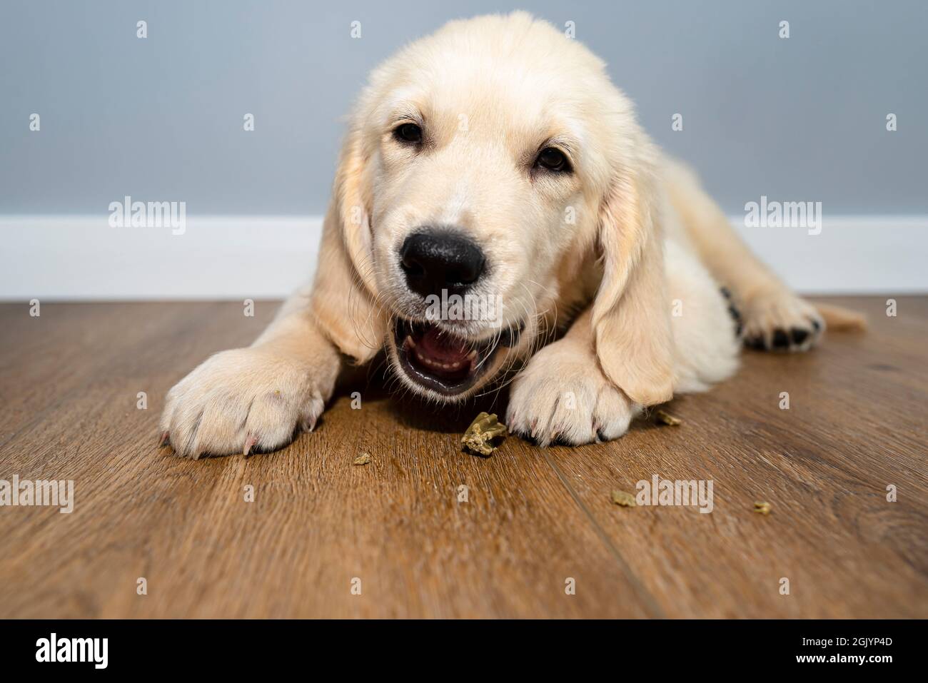 Are Bones Safe For Golden Retriever Puppies