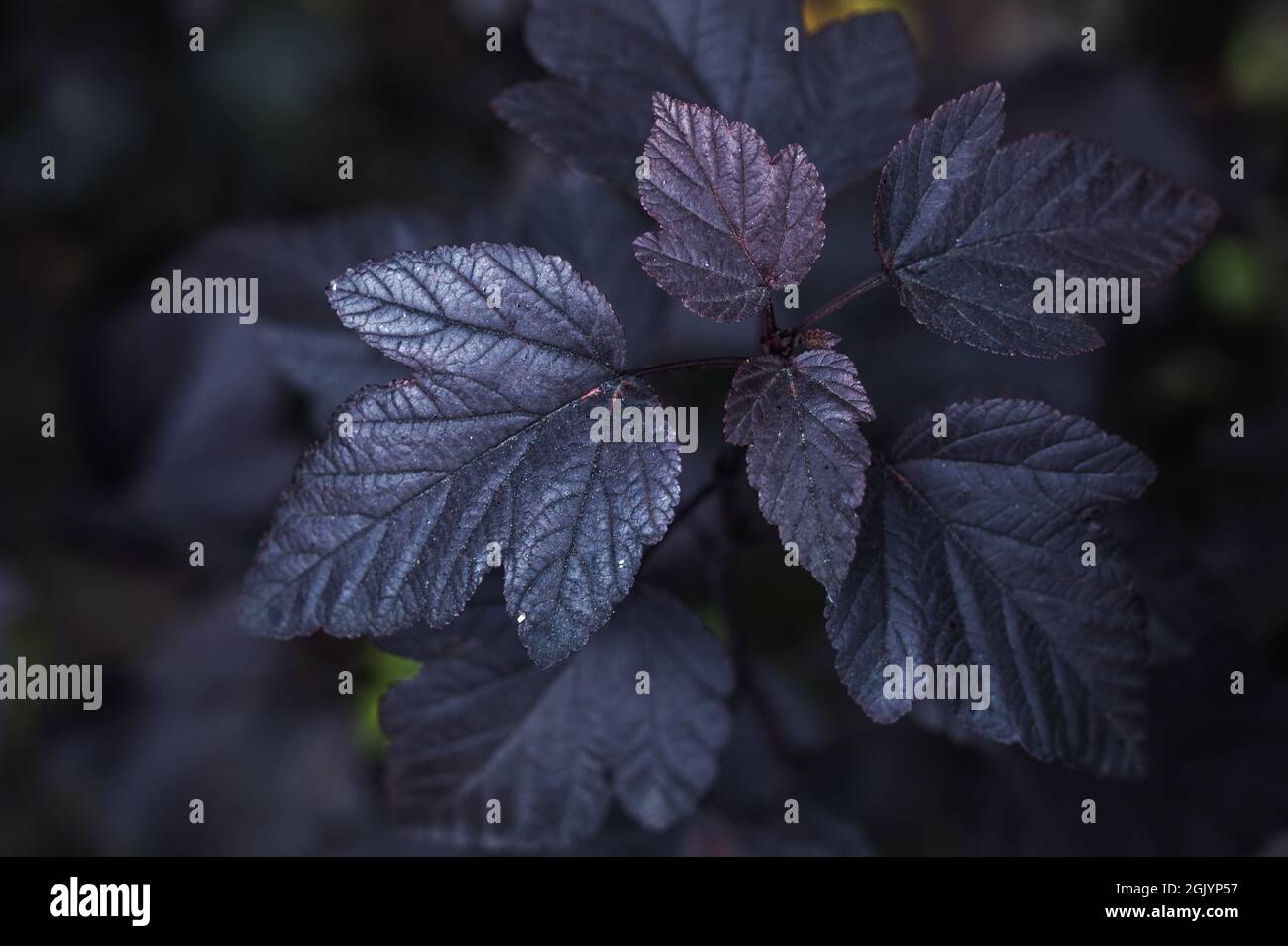 Beautiful nature background. Close-up of leaves of bush ninebark ...
