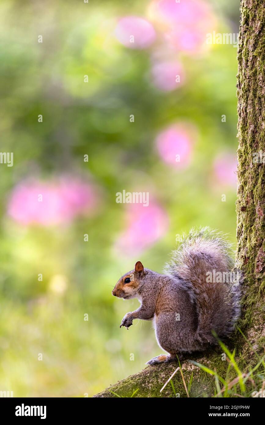 Grey Squirrel in the woods Stock Photo - Alamy