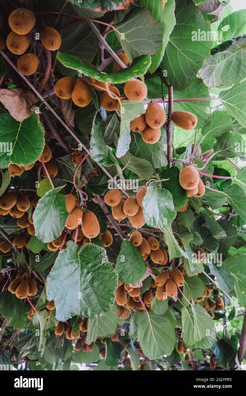 Fresh kiwi on the tree in the garden. Kiwi Actinidia, Chinese ...