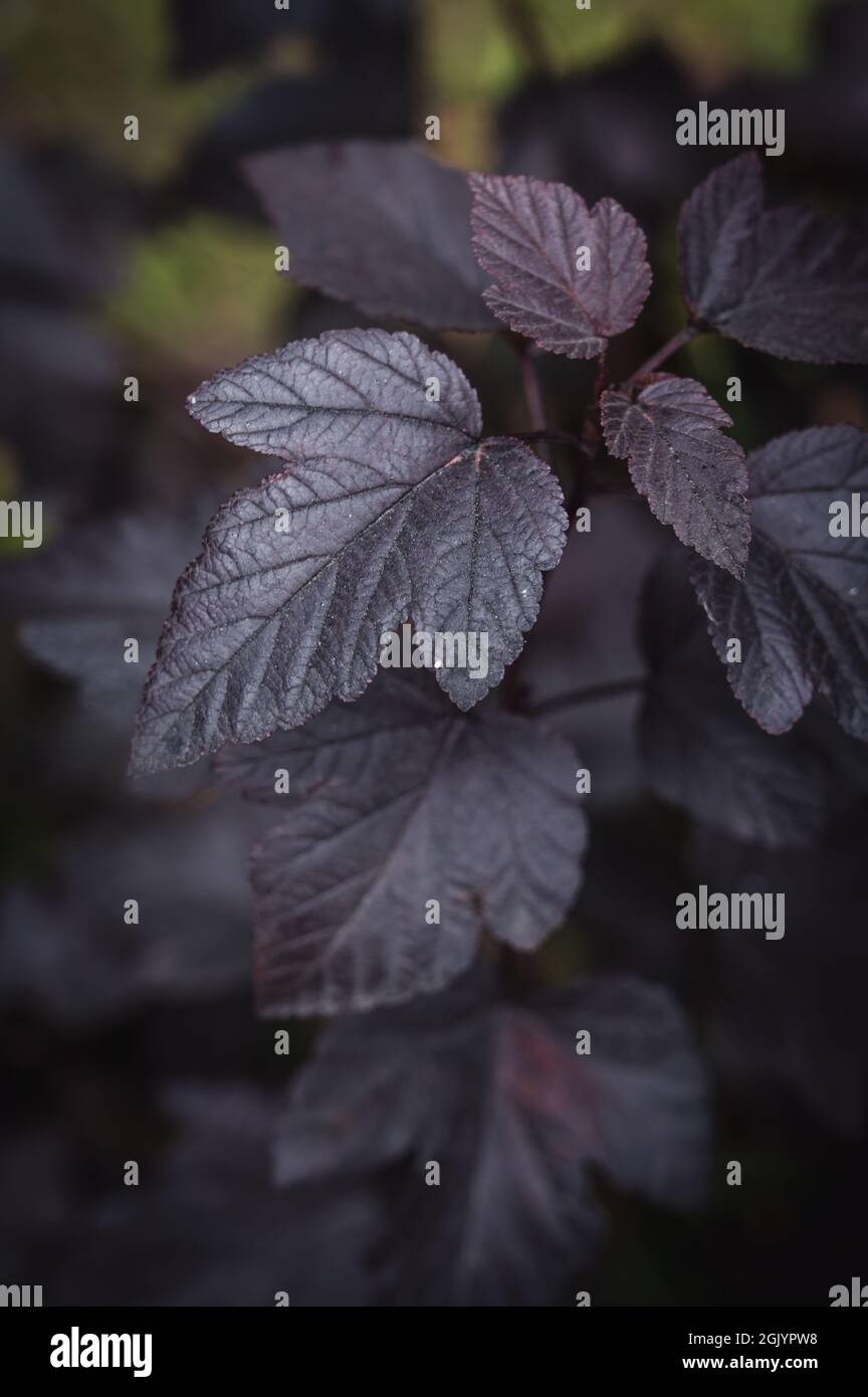 Beautiful nature background. Close-up of leaves of bush ninebark ...