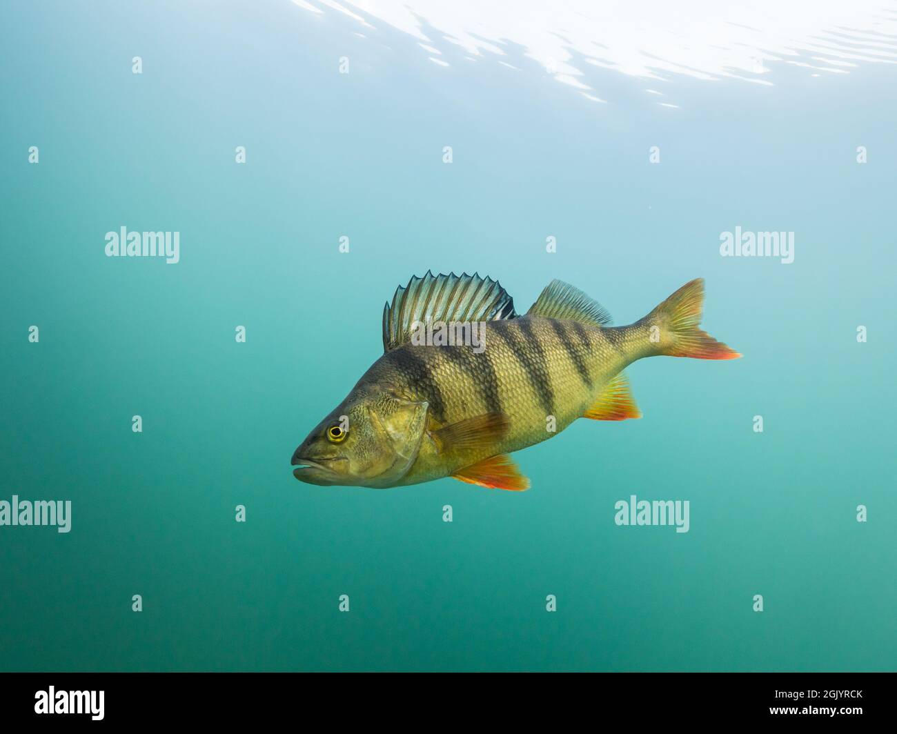 Big perch swimming in clear water Stock Photo - Alamy