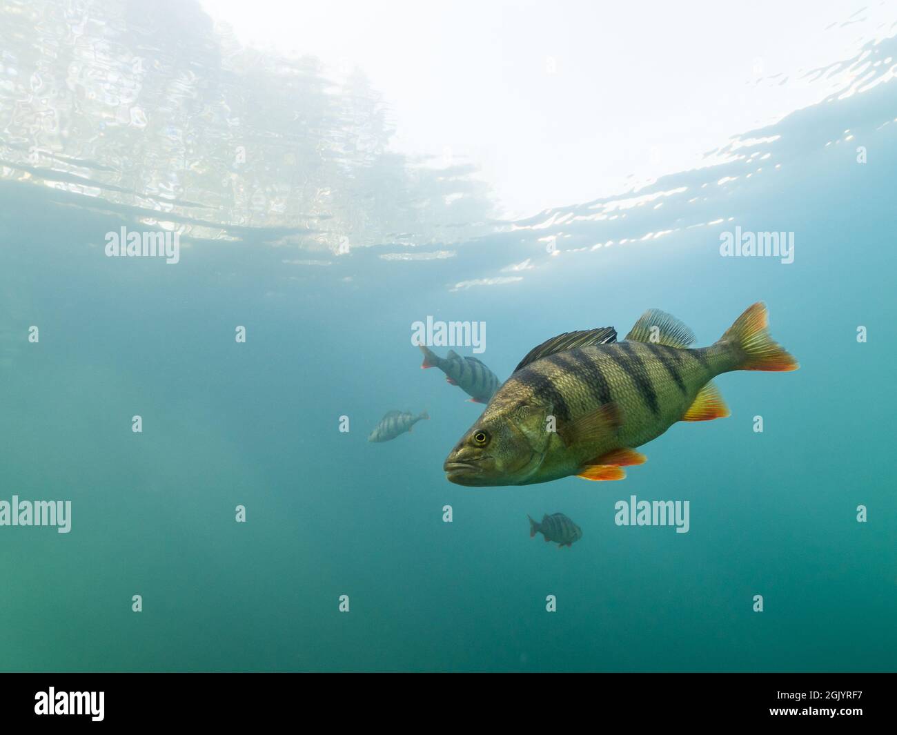 Big perch swimming in clear water Stock Photo - Alamy