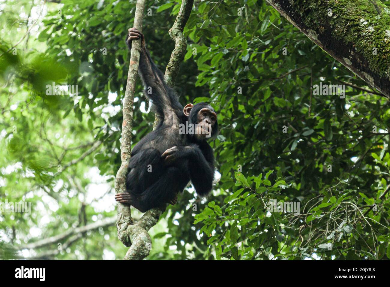 Chimpanzee hanging on a thin tree branch. Kibale National Park, Uganda ...