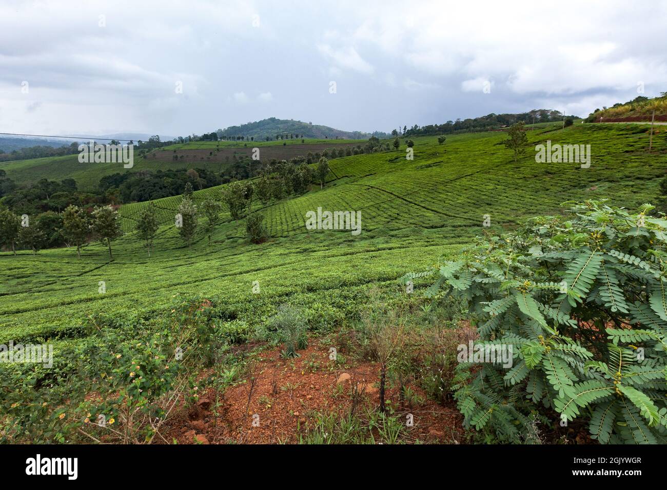 Beautiful tea plantations in Uganda Stock Photo - Alamy