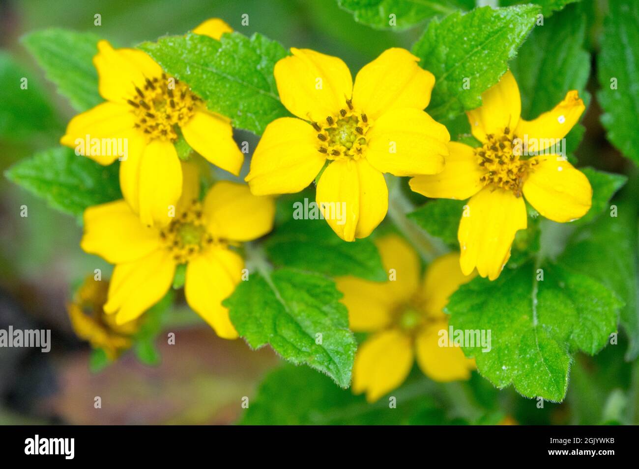 Golden star hi-res stock photography and images - Alamy