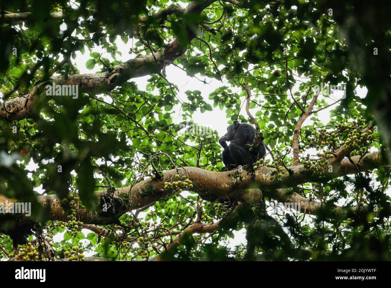 Chimpanzee sitting on a tree branch and eating fruits. Kibale National ...