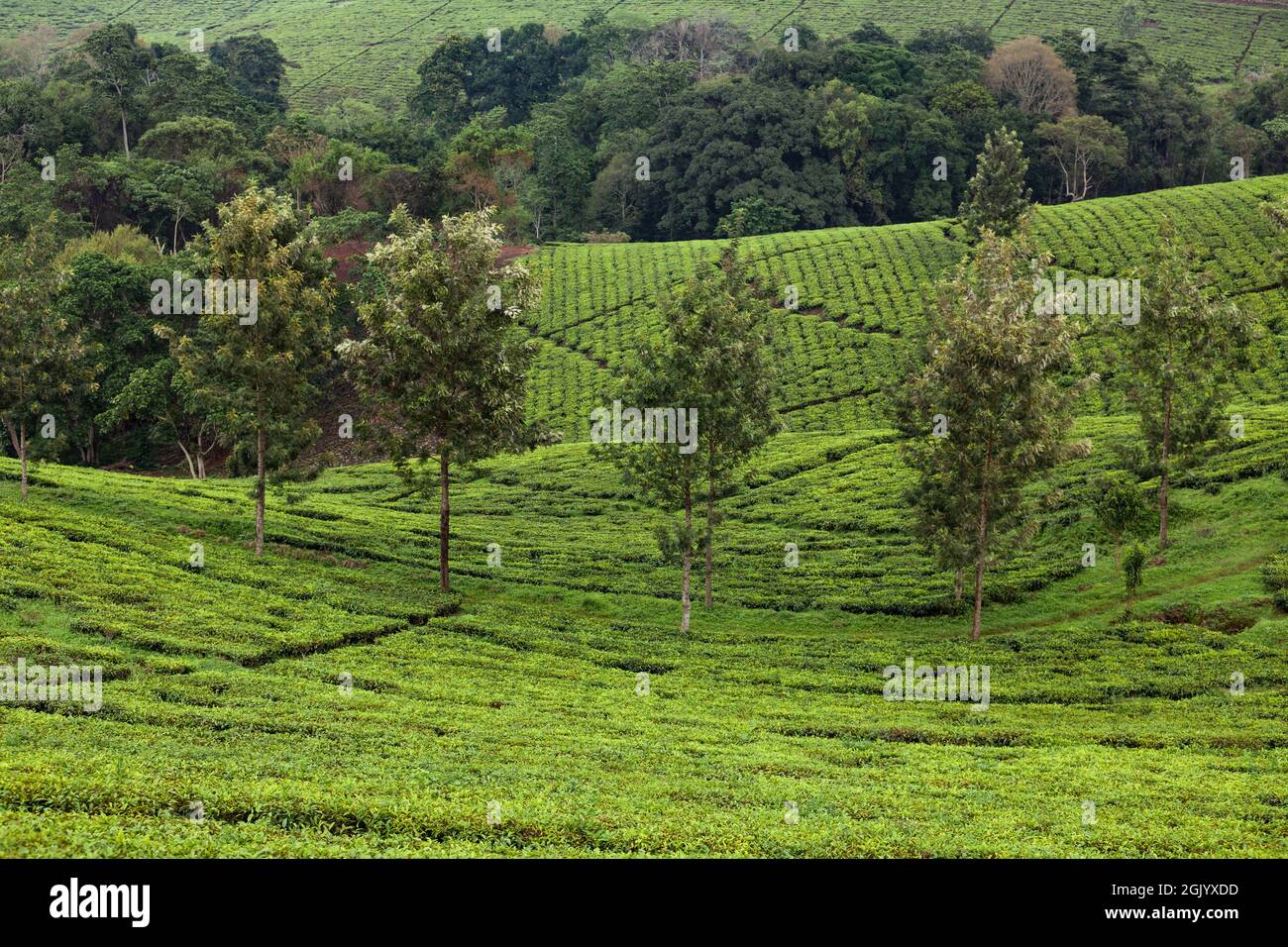 Beautiful landscape of tea plantation in Uganda Stock Photo - Alamy