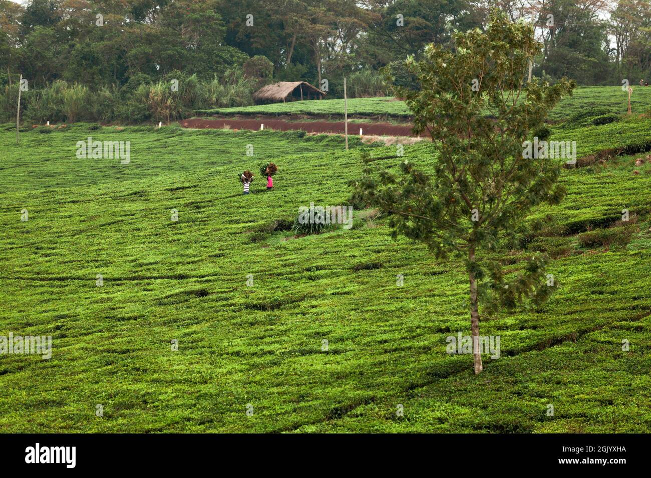 Local workers working at tea plantation in Fort Portal, near Kibale ...