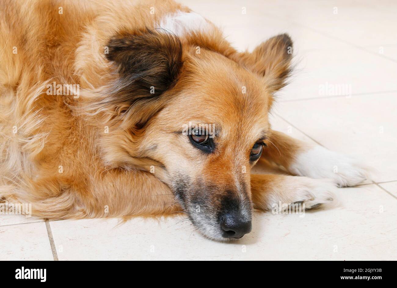 Sad dog waiting for his owner. Animal love Stock Photo - Alamy