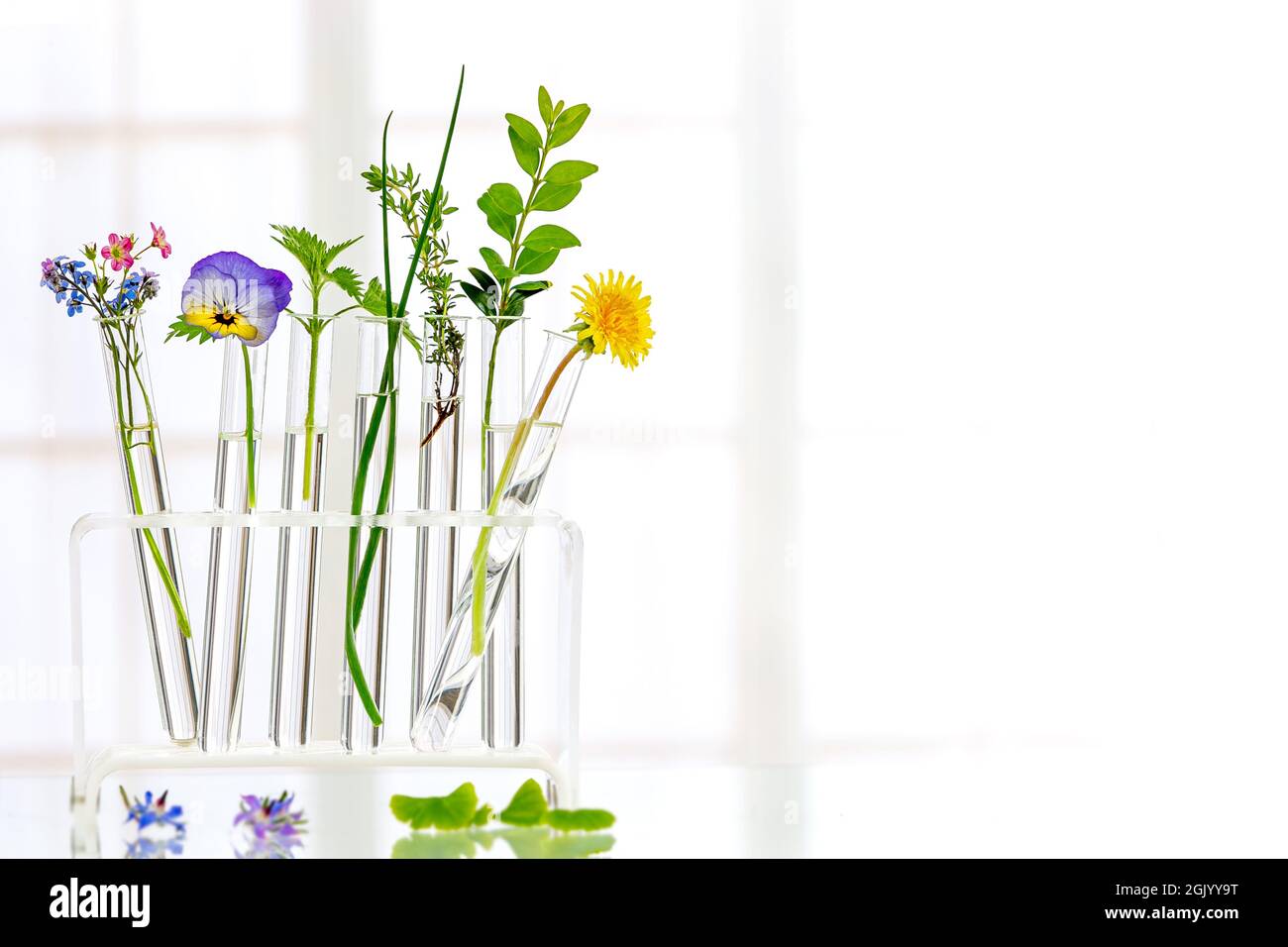 Panoramic image of a laboratory Fresh medicinal plant and Flowers ready ...