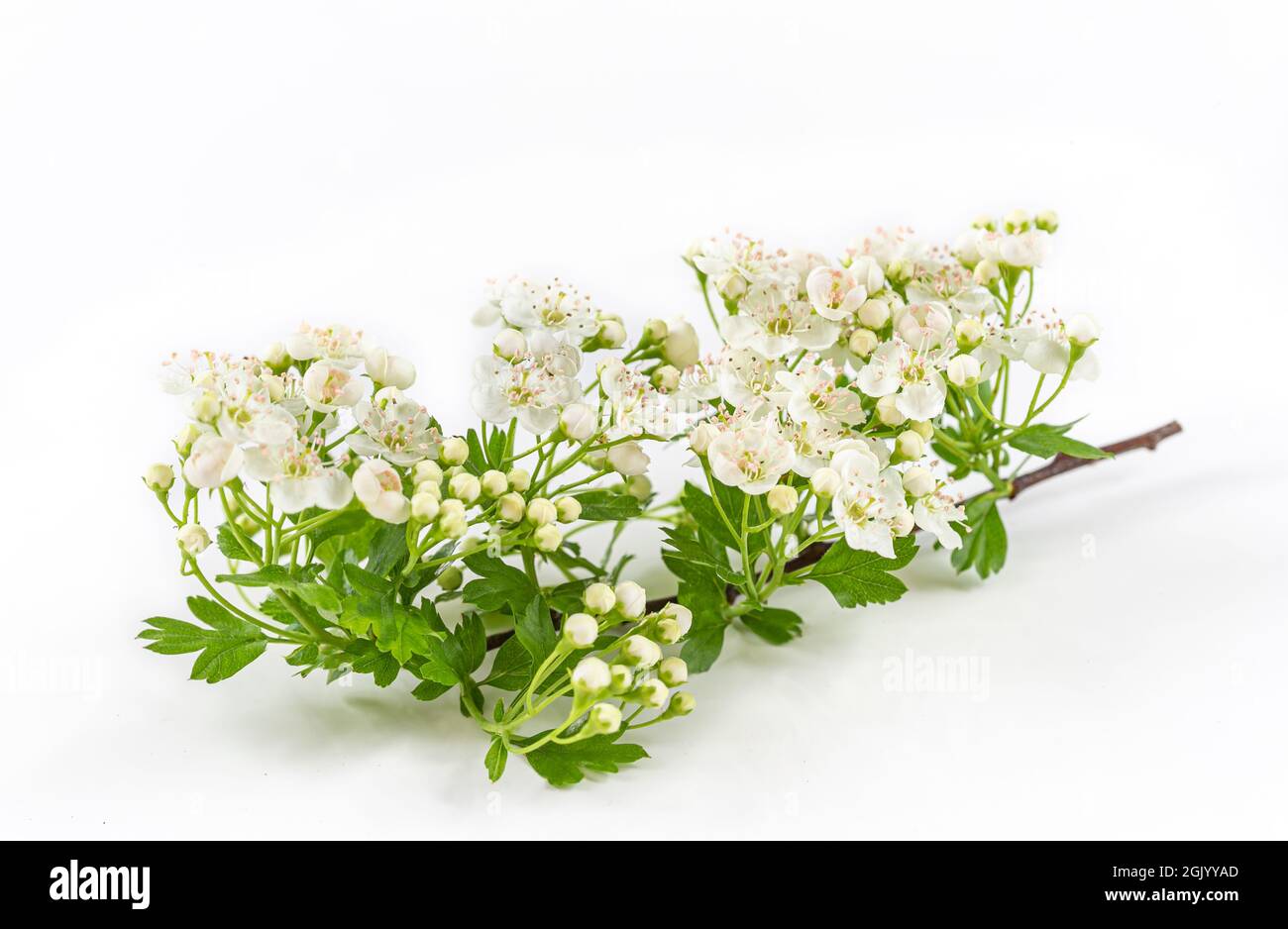 Close-up of an isolated white flower stem on a white background Stock ...