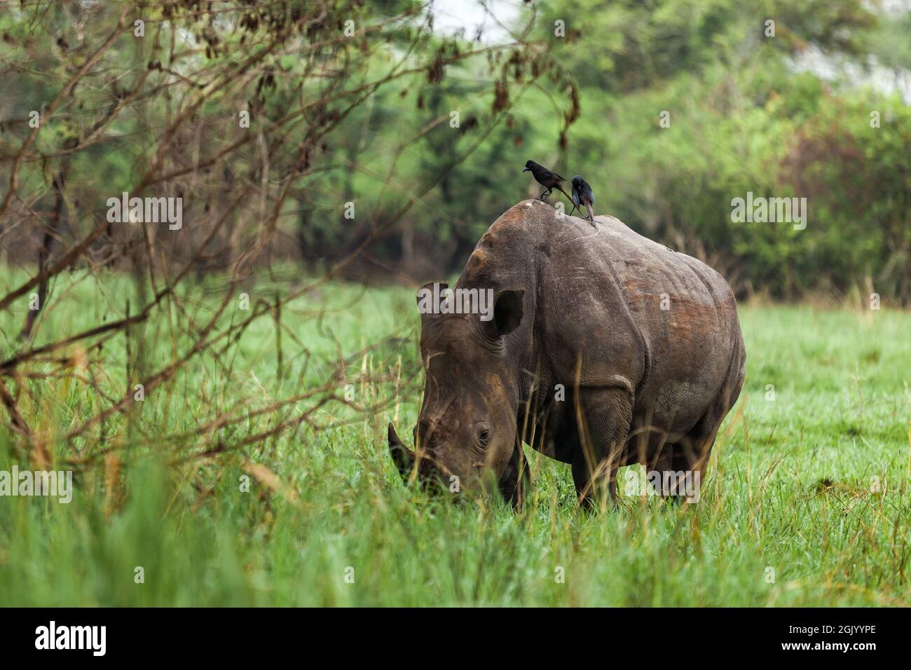 Rhino is grazing with birds sitting on his back. Ziwa Rhino Sanctuary ...