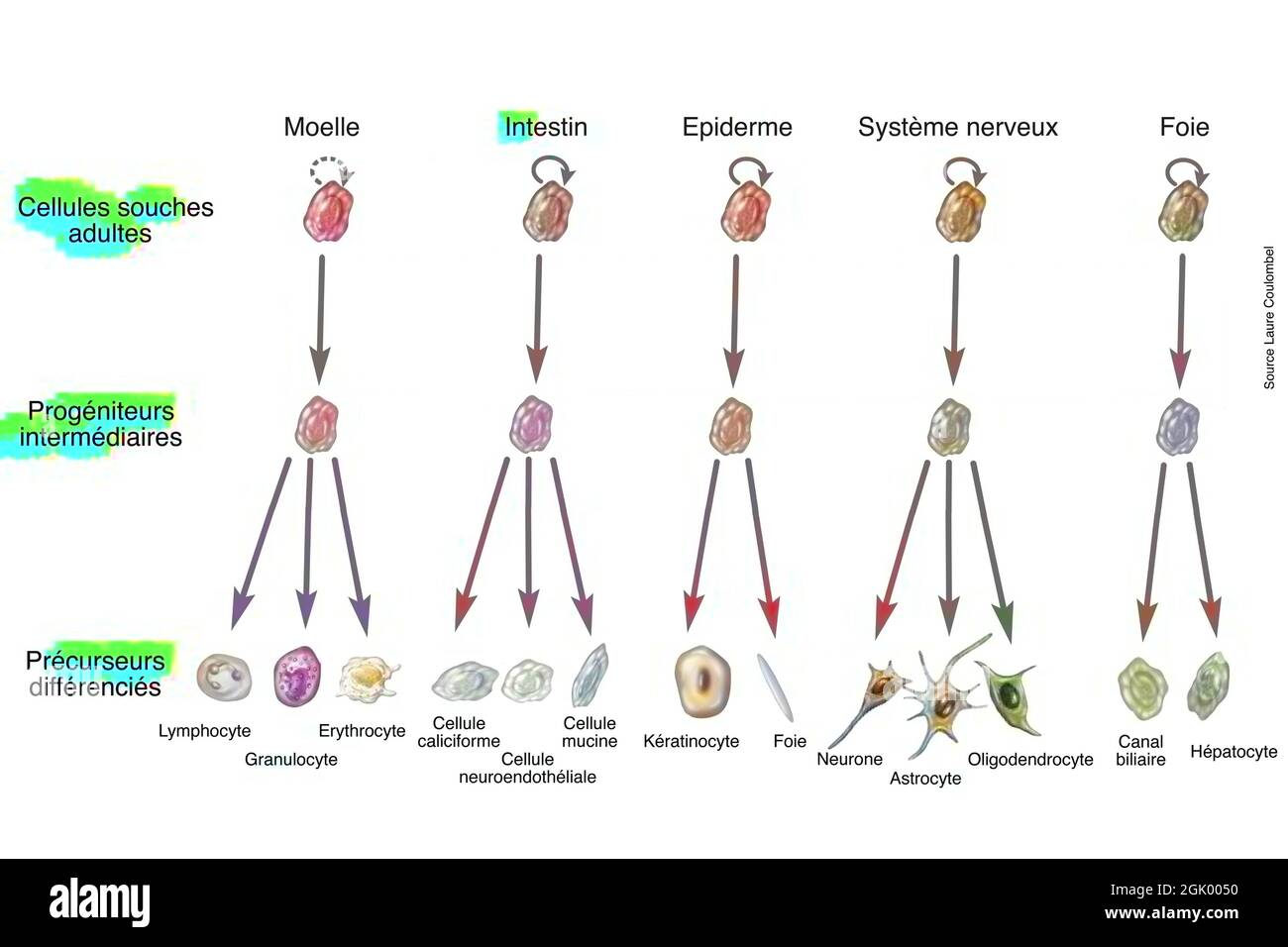 Benefits of adult stem cells in cell therapy Stock Photo - Alamy