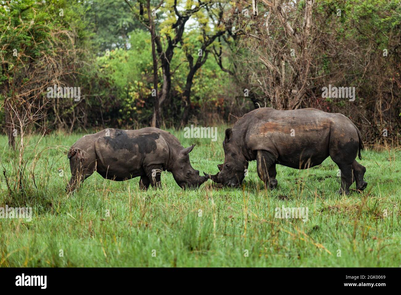 Two rhinos standing in front of each other in Ziwa Rhino Sanctuary ...