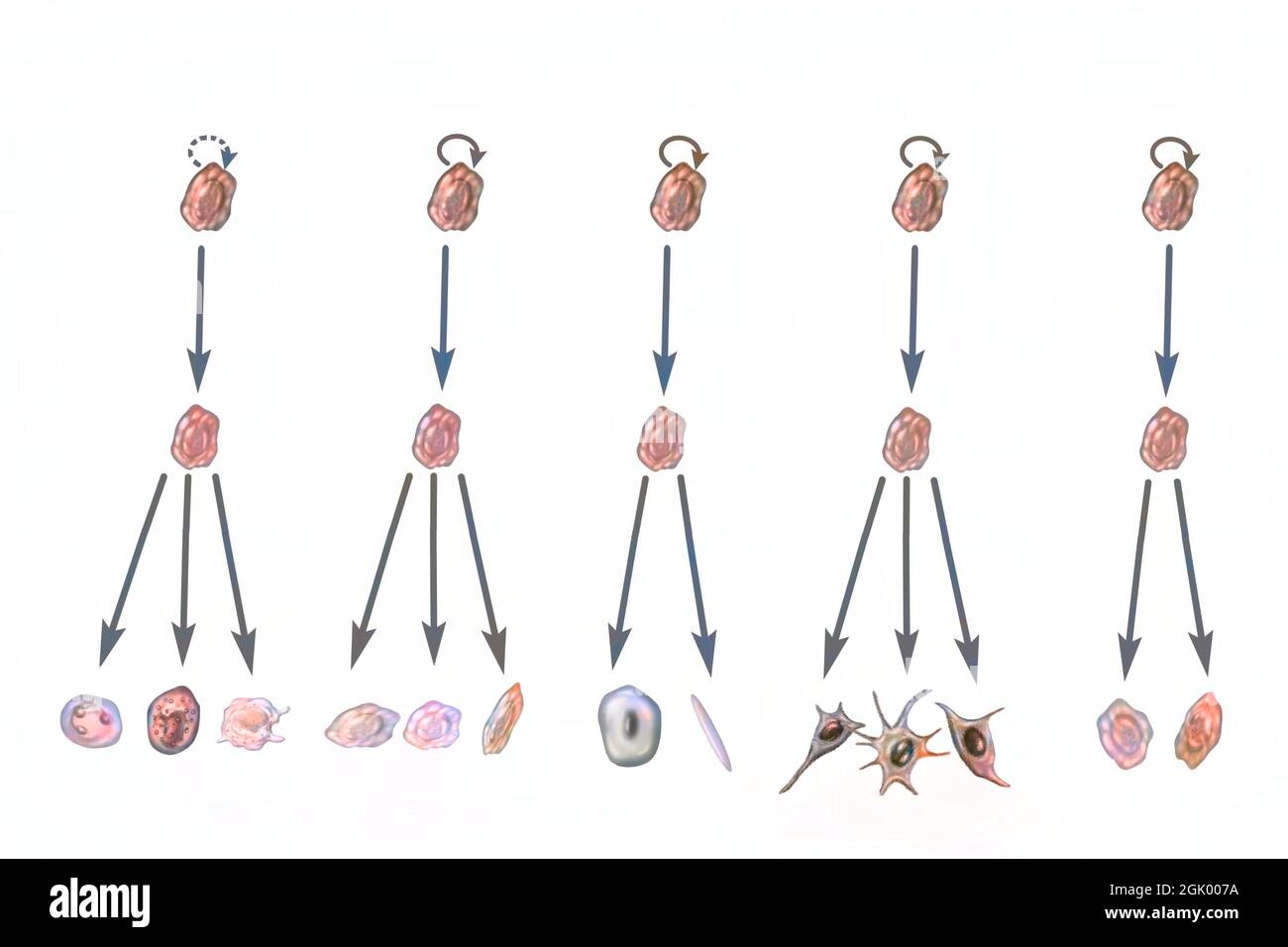 Adult stem cells, intermediate progenitors and differentiated ...