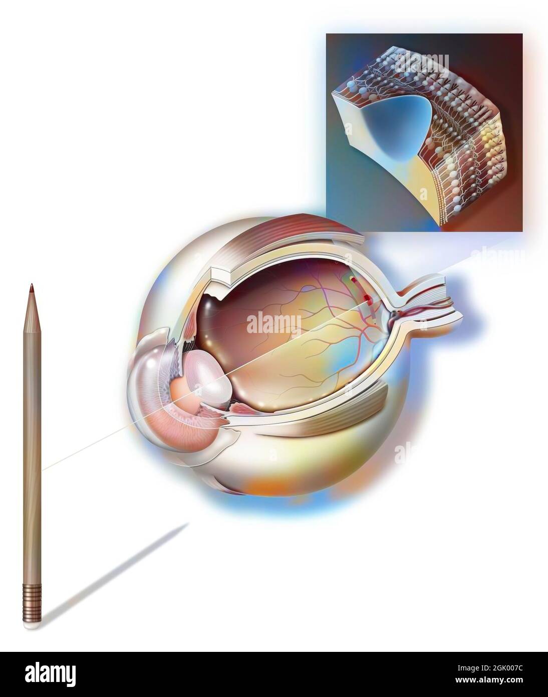 Eye: the visualized image is refracted by the lens and the cornea on ...