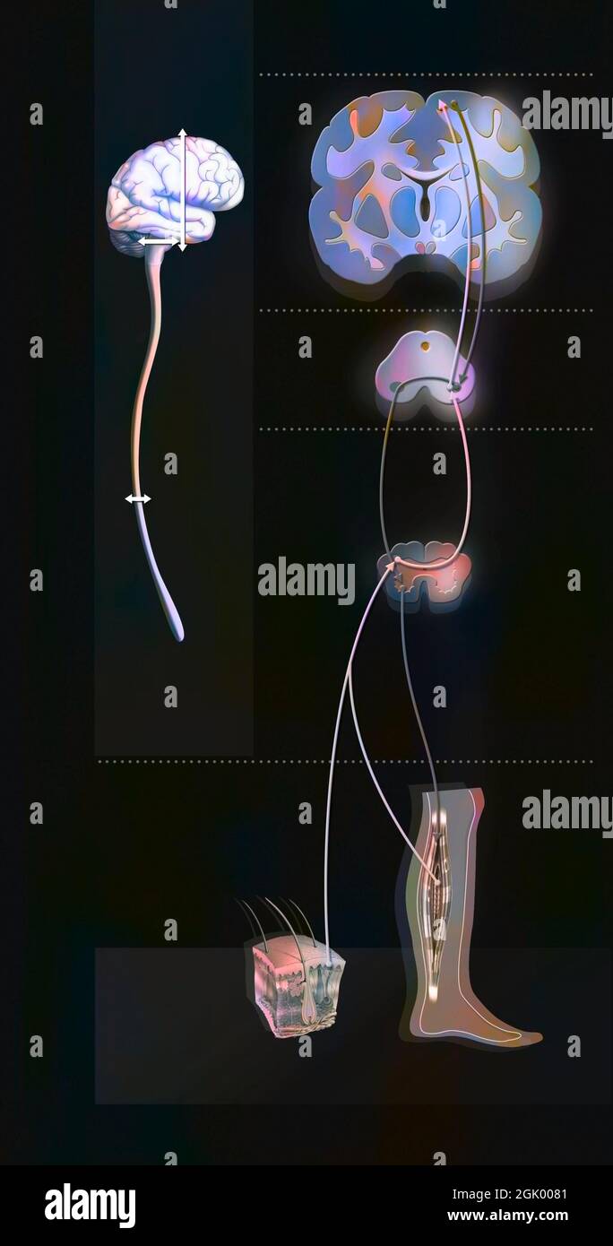 Sensorimotor loop: control of the brain to link sensations to motor ...