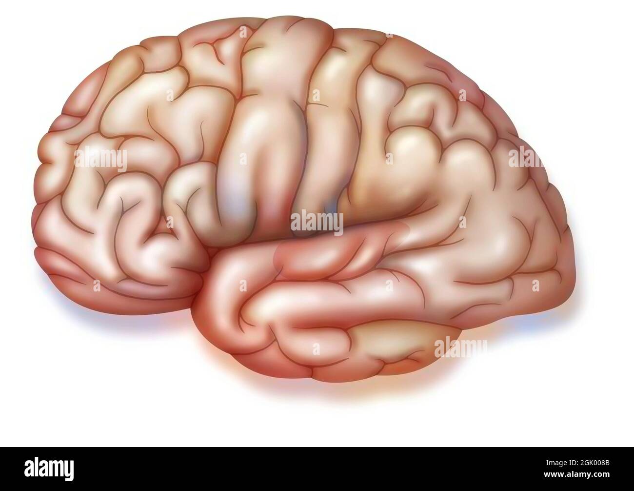 Brain left hemisphere speech hi-res stock photography and images - Alamy
